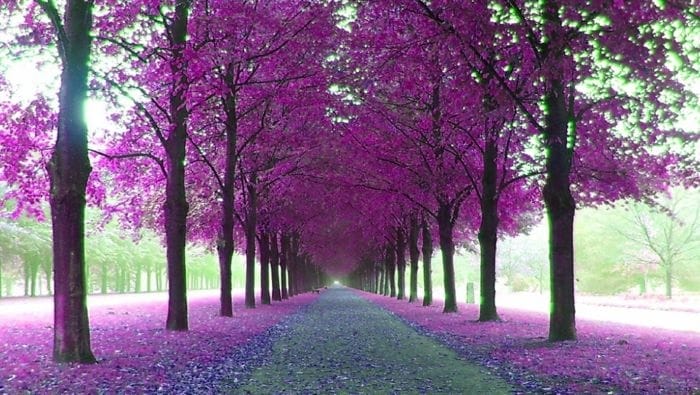 MORADO | Moove Magazine